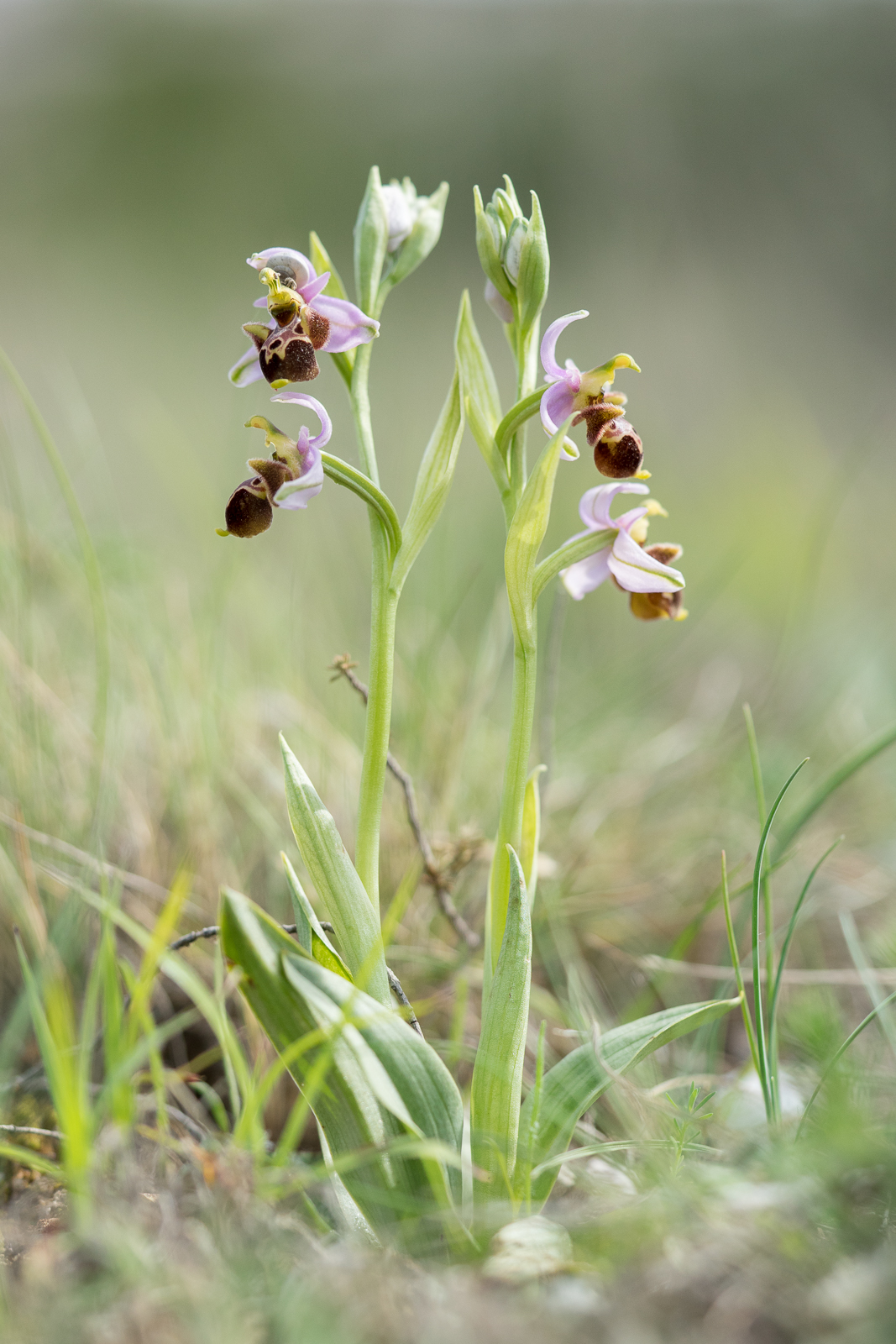 maldiesmaldas | naturfotografie