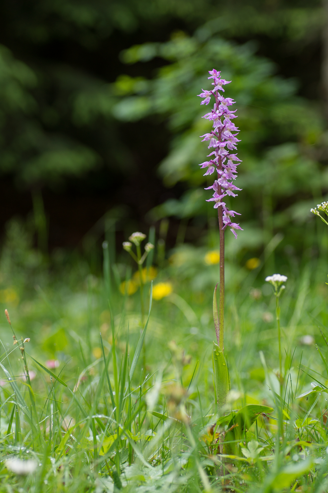 maldiesmaldas | naturfotografie
